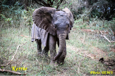 Accueil - Sauvez les Eléphants d'Afrique (S.E.A.)