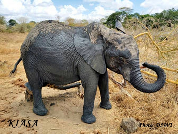 Kiasa - Sauvez les Eléphants d'Afrique (S.E.A.)
