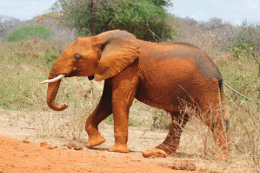 Accueil - Sauvez les Eléphants d'Afrique (S.E.A.)