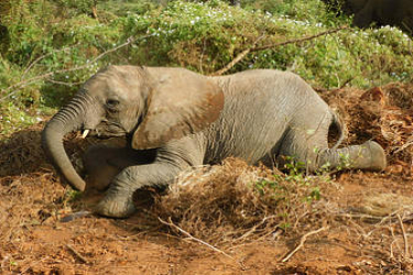 Accueil - Sauvez les Eléphants d'Afrique (S.E.A.)
