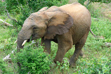 Accueil - Sauvez les Eléphants d'Afrique (S.E.A.)
