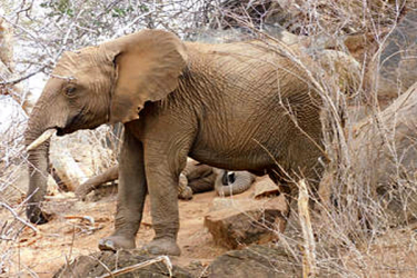 Accueil - Sauvez les Eléphants d'Afrique (S.E.A.)
