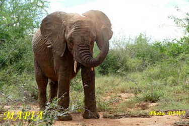 Accueil - Sauvez les Eléphants d'Afrique (S.E.A.)