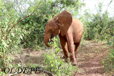 Accueil - Sauvez les Eléphants d'Afrique (S.E.A.)