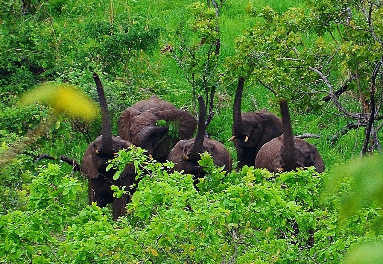 Groupe d'action de la faune au Malawi - Sauvez les Eléphants d'Afrique ...